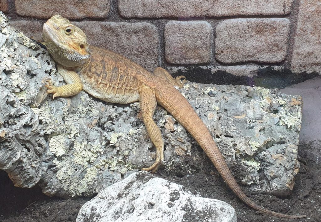 Baardagame - Dierdocent