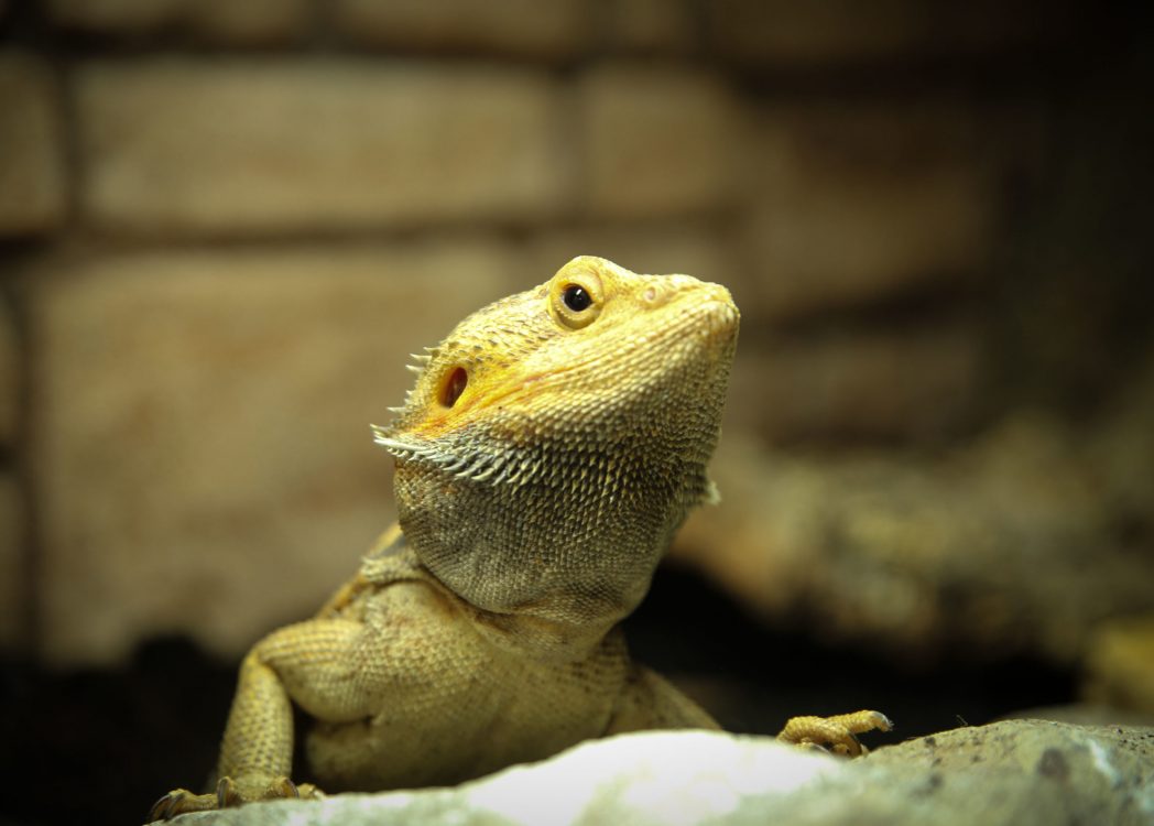 Baardagame - Dierdocent